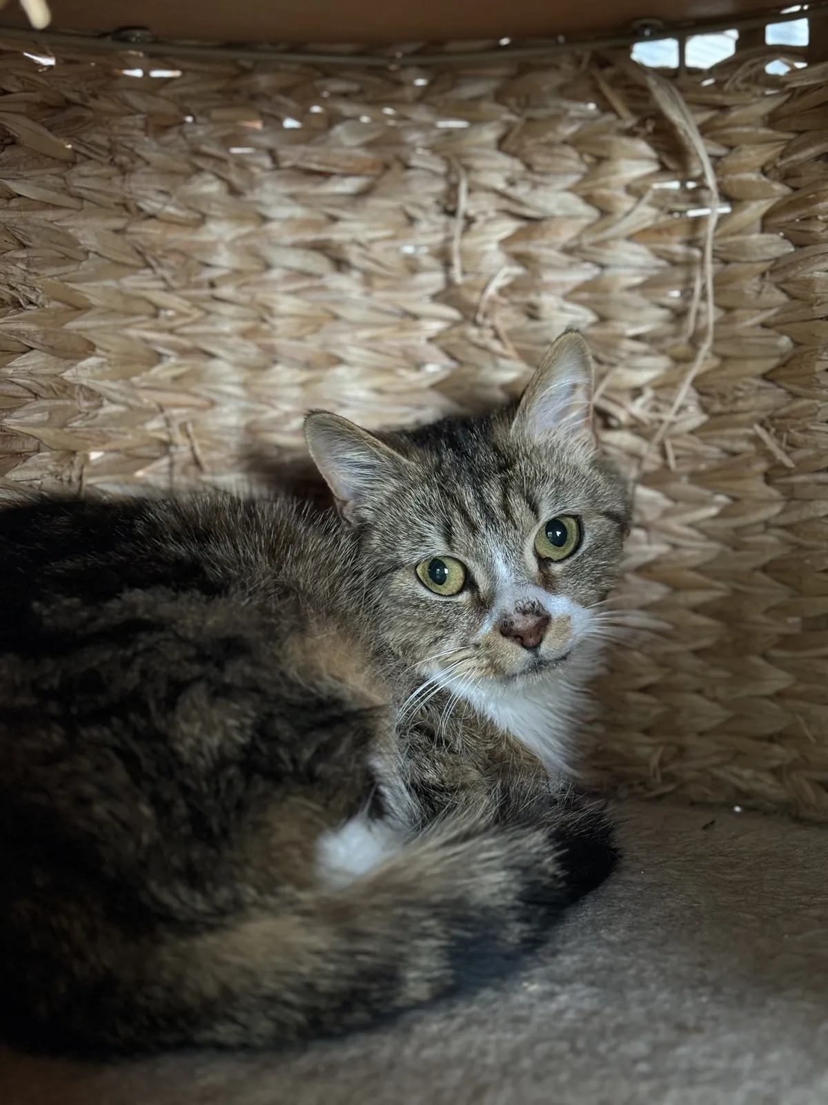 Katzen – Tierschutz-Verein