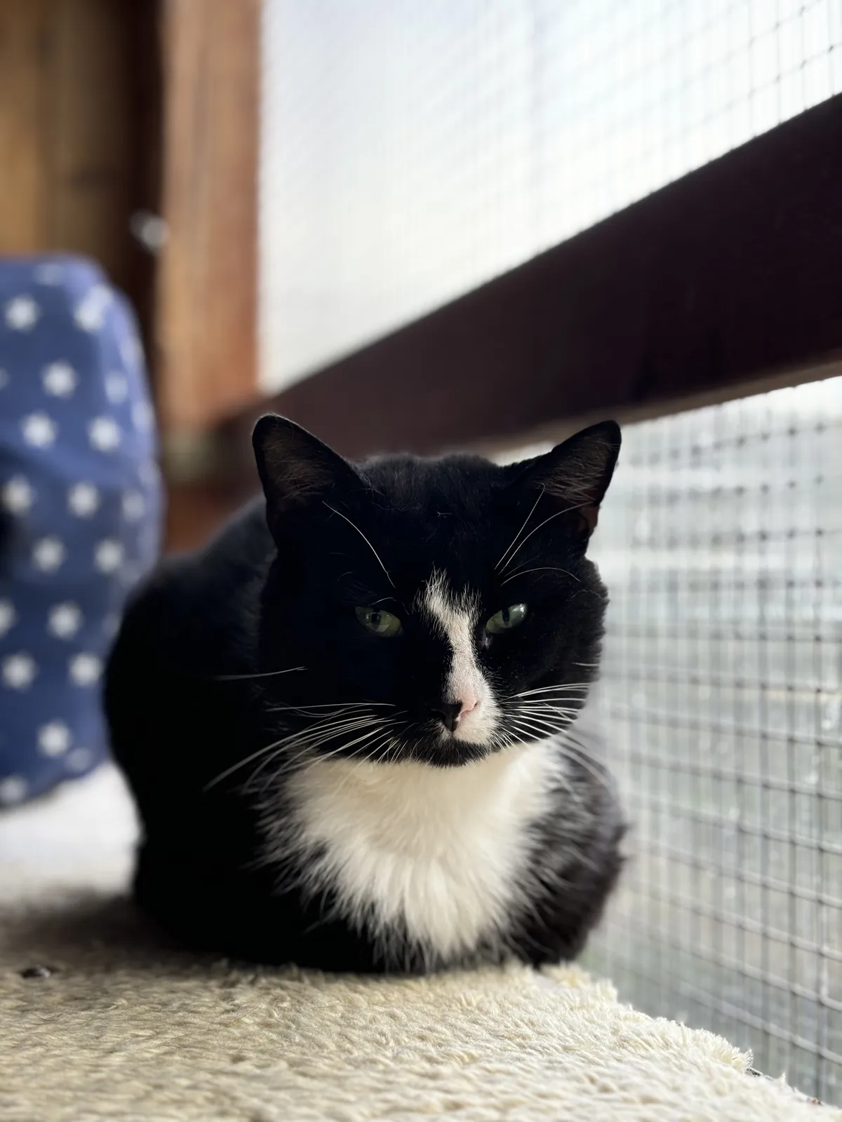 Katzen – Tierschutz-Verein